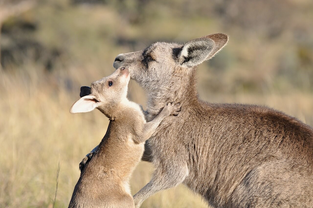 Caring For Wildlife Homes In The City - Australian Wildlife Protection ...