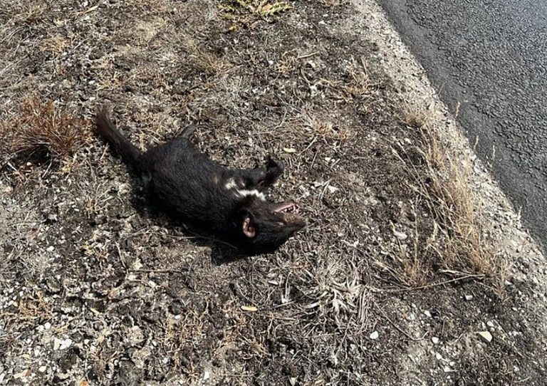 Another Tasmanian Devil Death — What You Can Do - Australian Wildlife ...