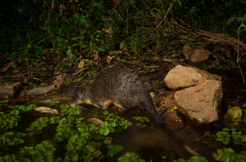 Community Creates Wetlands - Australian Wildlife Protection Council