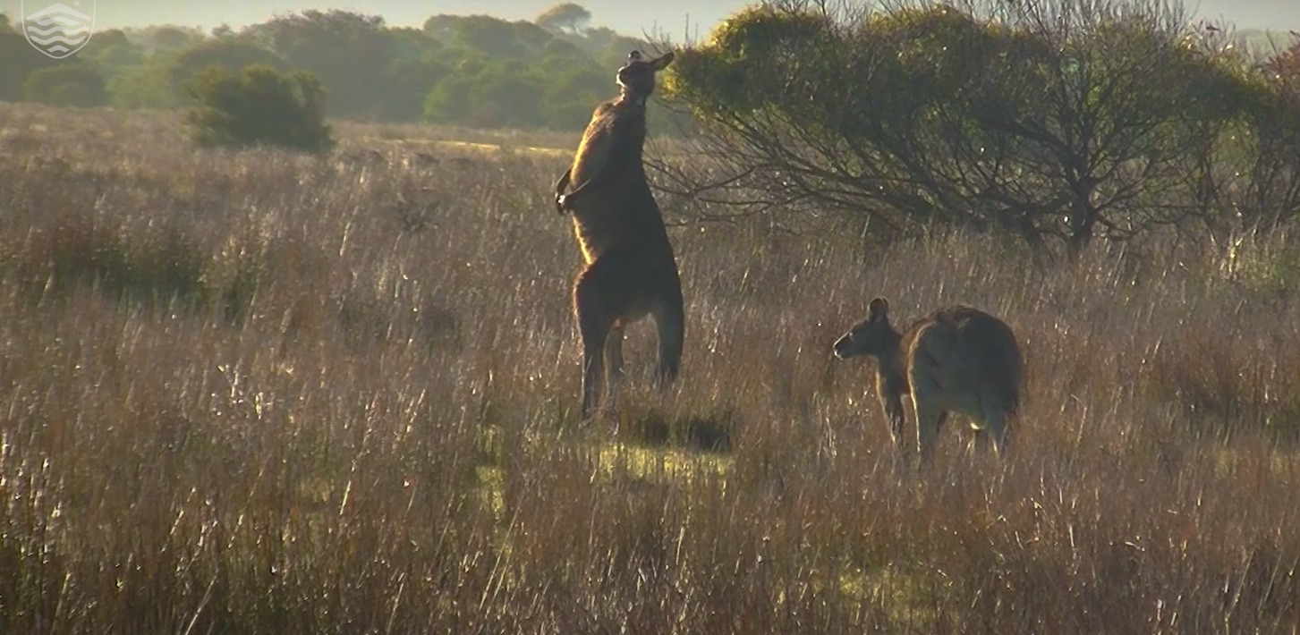 Global hit: Weliton's kangaroo lessons: we're closer than you think. - Australian Wildlife ...