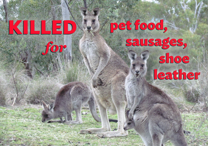 Australia conducts the world’s biggest on-land wildlife slaughter ...