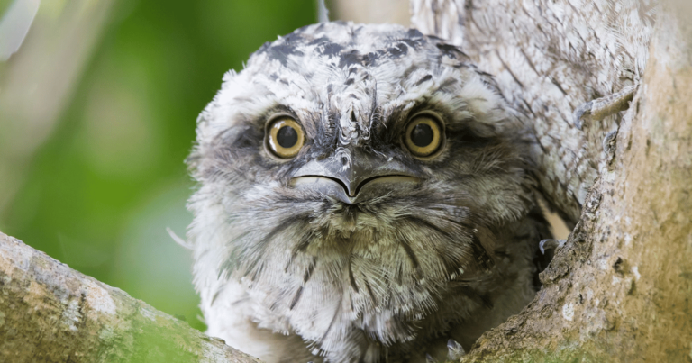 Presidents Report - Australian Wildlife Protection Council